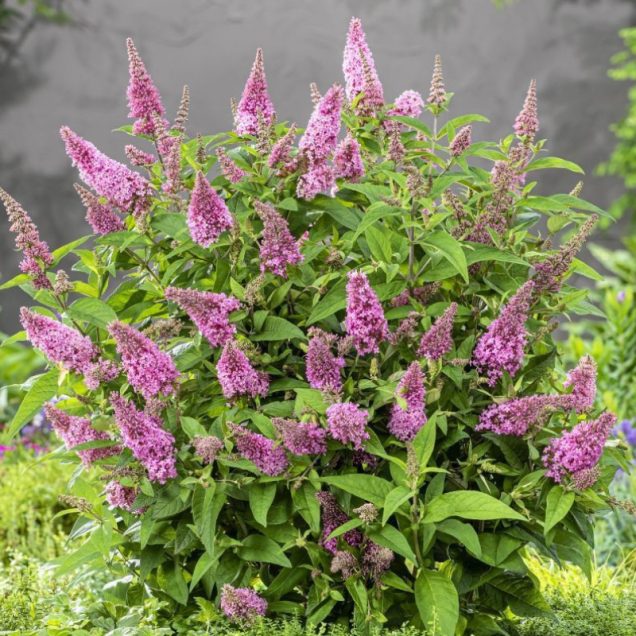 Budleja patuljasta roze