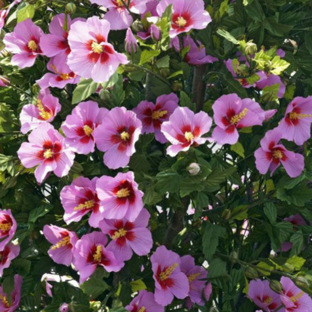 Hibiskus roze