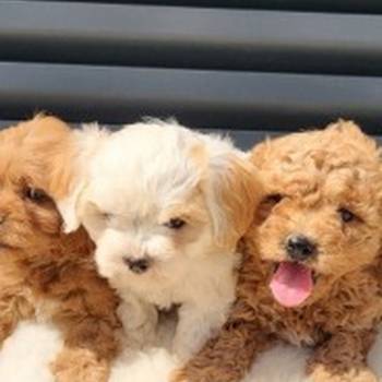 Maltipoo-Cavapoo Cavapo-Kavapu stenci ❲ 400 eur ❳