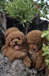 PUDLE I MALTIPOO, PRELEPI ŠTENCI