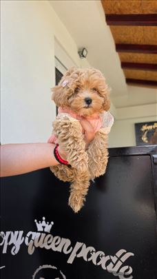 Maltipoo, štene