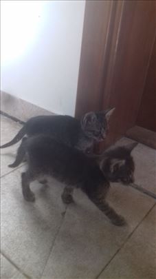 Zensko domace mače trazi dom