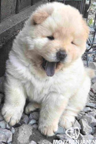 Chow chow prelepi krem stenci