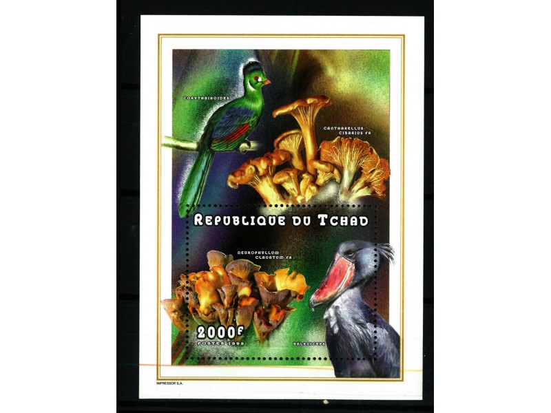 FLORA FAUNA ČAD CISTO