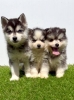 Pomsky-pomski (pomeranac + haski)