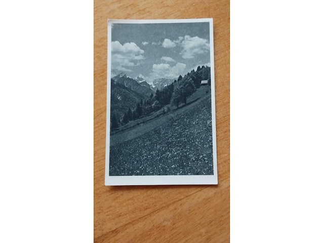 Narcisi - Jesenica - Golica - Planina - Slovenija -