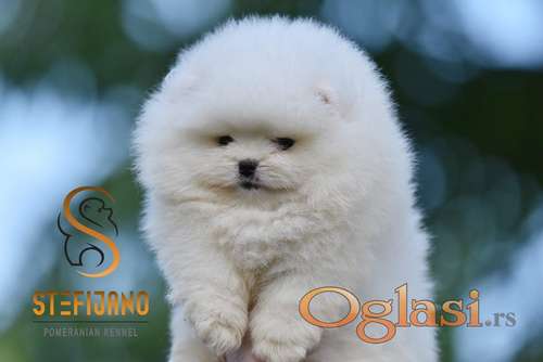 Pomeranac Boo štenci
