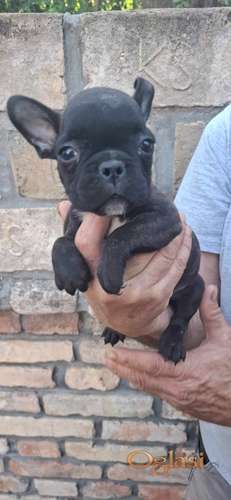 Francuski buldog