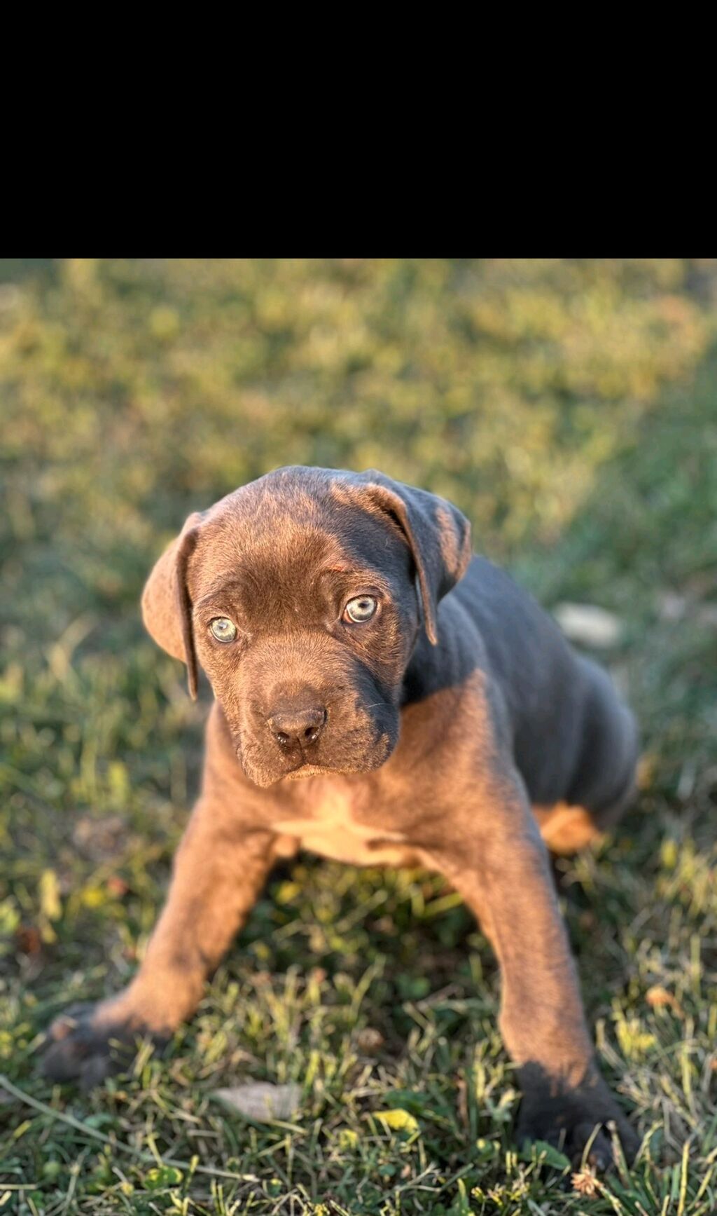 Rasa Cane Corso snažne građe) Starost: 45dana Boja dlake: nijanse