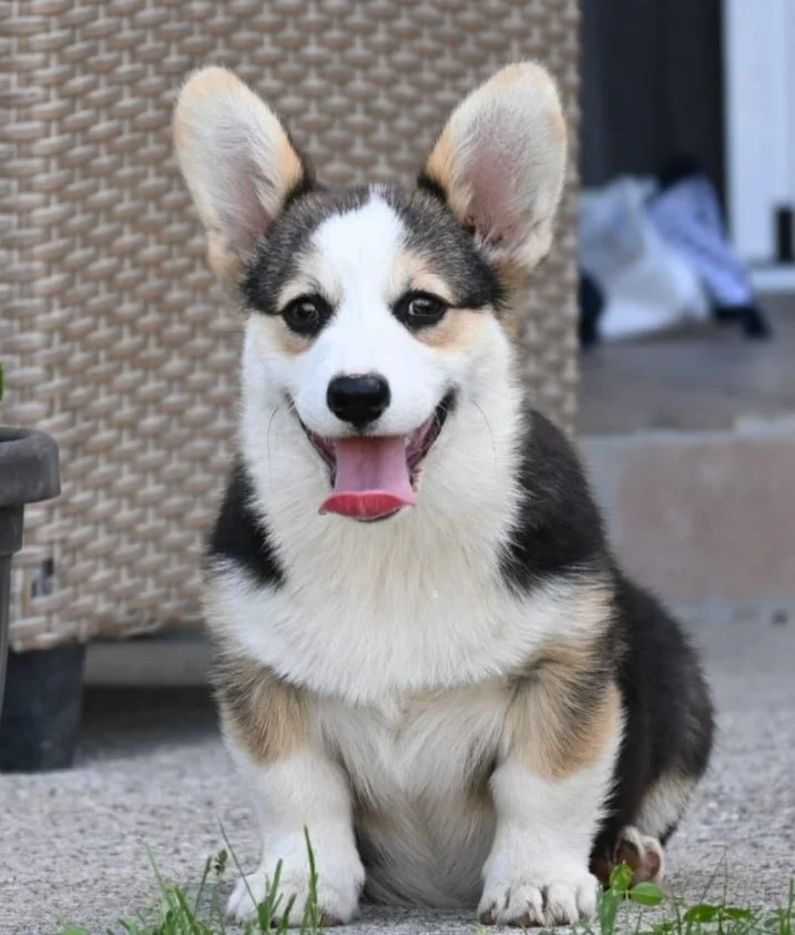 Velski korgi/Welsh Corgi Pembroke