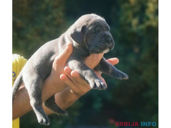 Cane Corso Kane Korso NOVO LEGLO