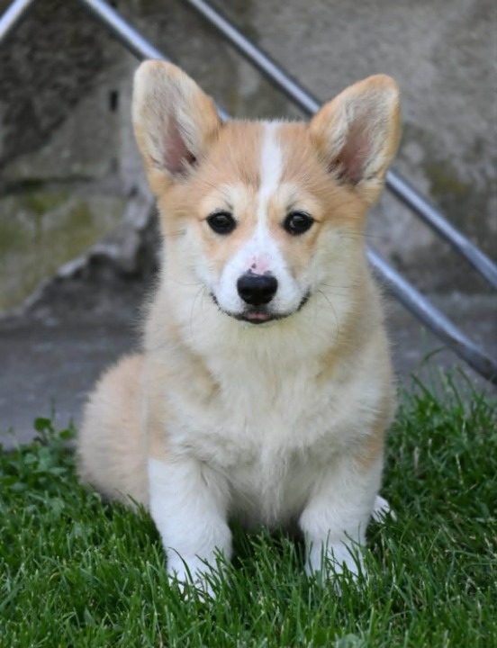 Velski korgi/Welsh Corgi Pembroke