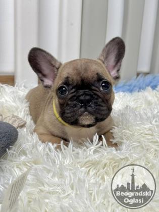 Francuski Buldog prelepi štenci