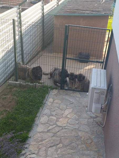 Štenci kavksog ovčara