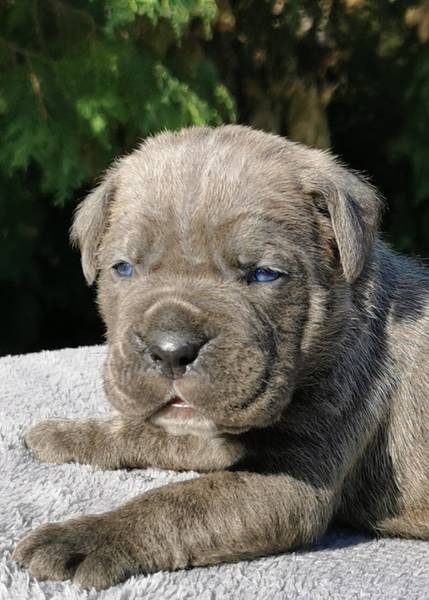 Cane Corso Kane Korso NOVO LEGLO