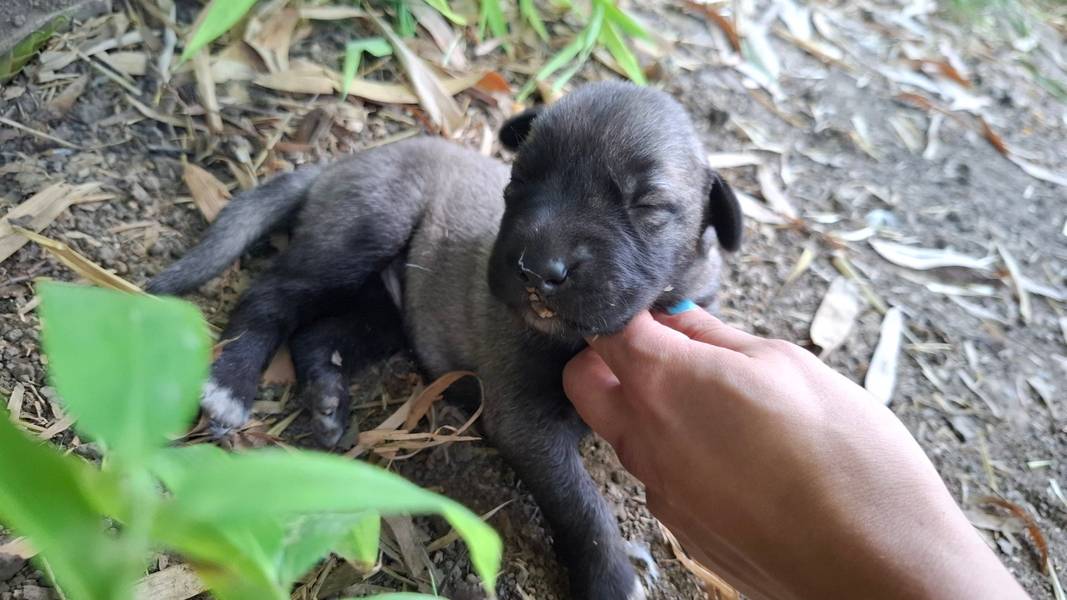 Kangal stene