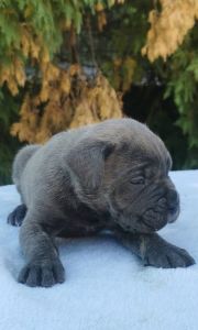 Cane Corso Kane Korso NOVO LEGLO