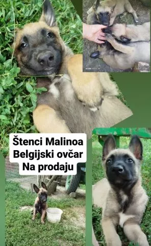 MALINOA BELGIJSKI OVČAR ŠTENCI
