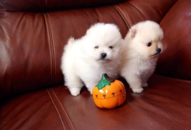 POMERANAC BOO.