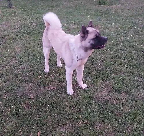 AMERIČKA AKITA, PARENJE
