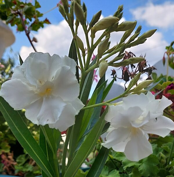 Oleander Dupli Beli 70/80cm