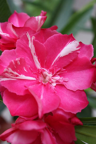 Oleander Dupli crveni 50/60cm