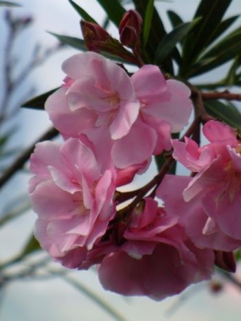 Oleander Dupli pink splendens sadnica 80/90cm