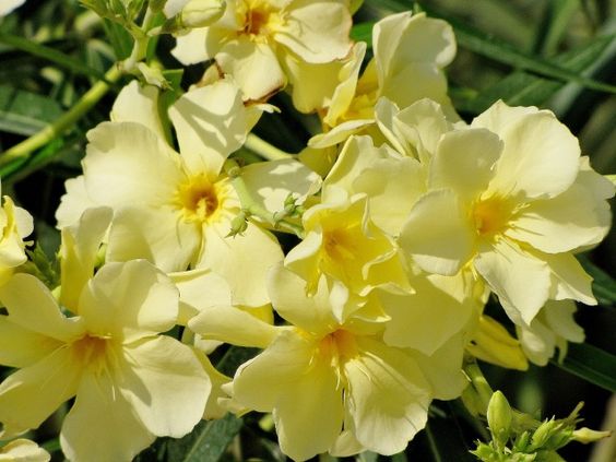 Oleander žuti jednostruki sadnica 30/40cm
