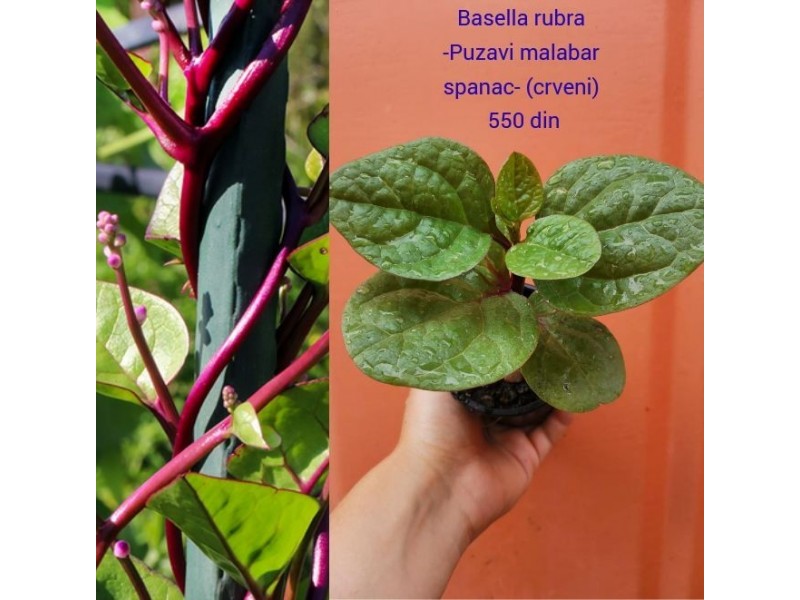 Basella rubra (Puzavi crveni malabar spanac)