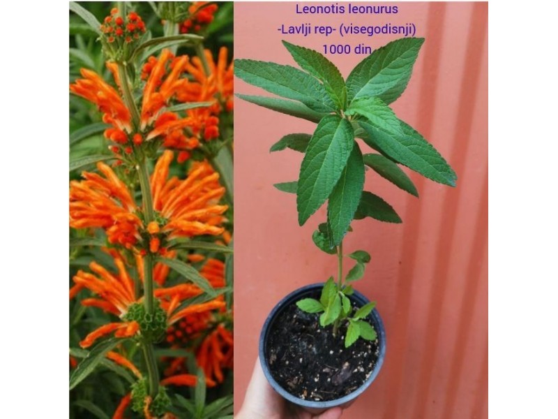 Leonotis leonurus (lavlji rep biljka)