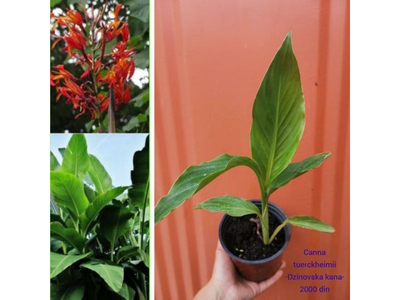 Canna tuerckheimii (Dzinovska kana)