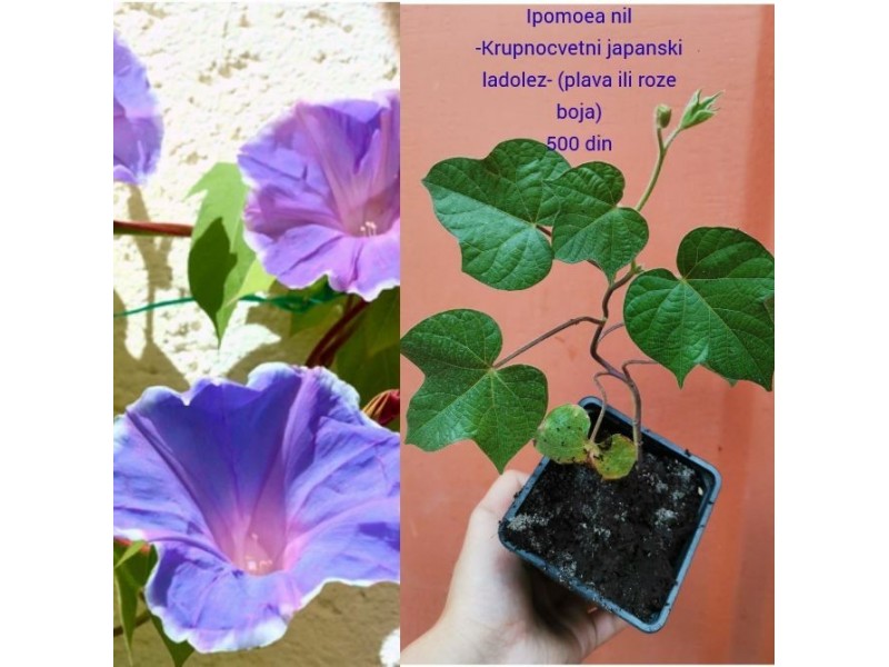 Ipomoea nil (Krupnocvetni japanski ladolez)