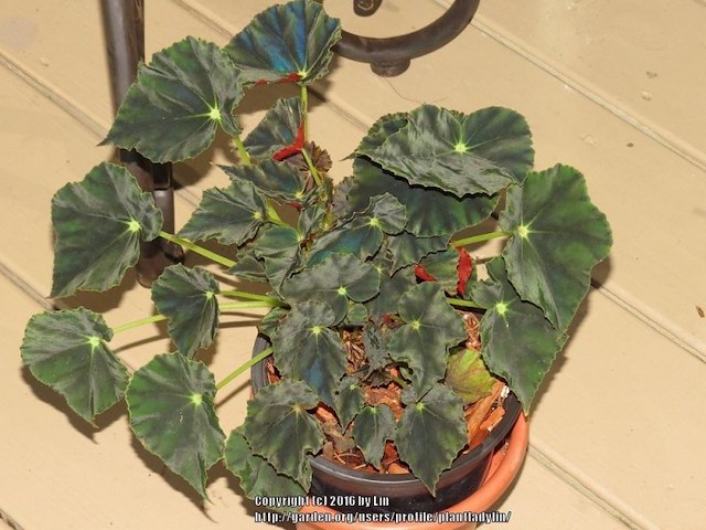 BEGONIJA ERITHROPHYLLA - BILJKA