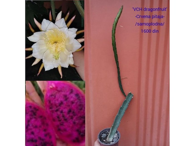 VCH Dragonfruit (Crvena pitaja) (Samooplodna)
