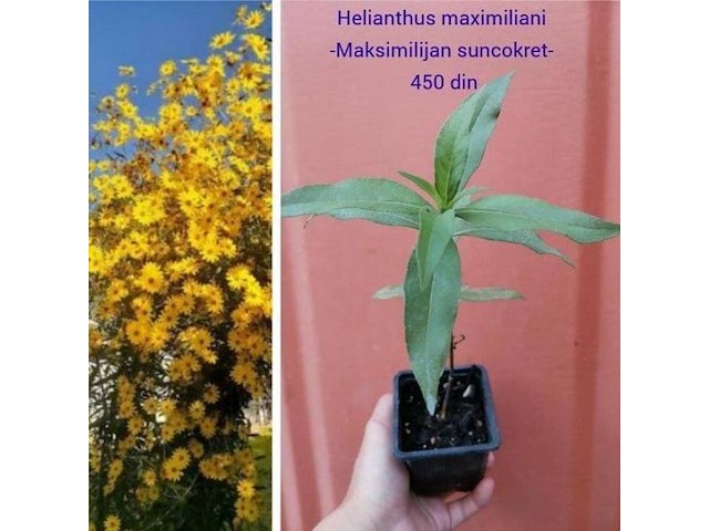 Helianthus maximiliani (Maksimilijanov suncokret)