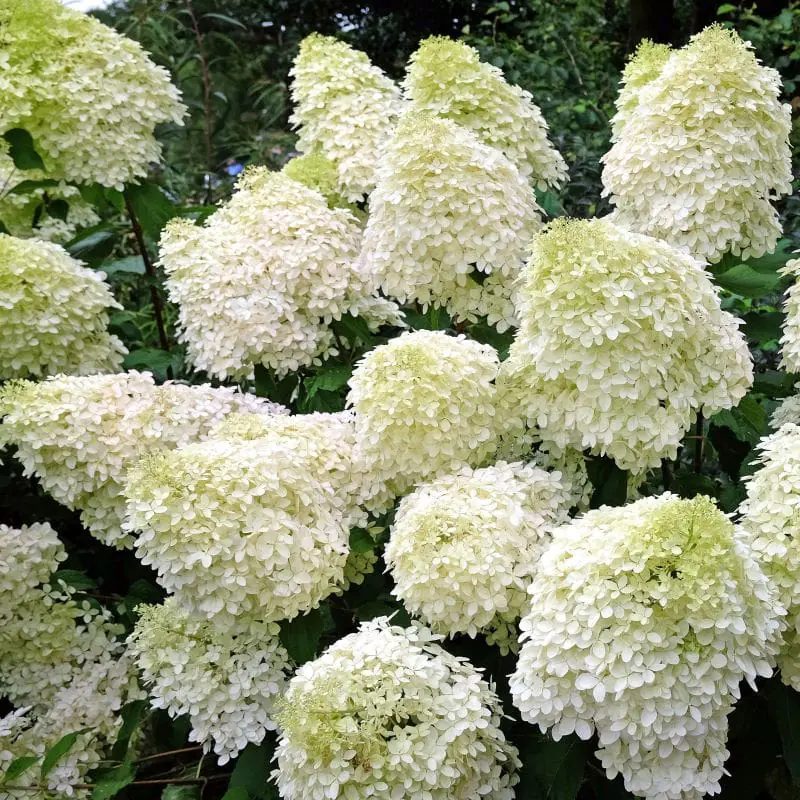 Hortenzija Fantom