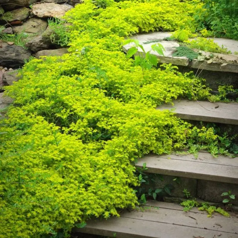 Sedum Zlatno Raspoloženje