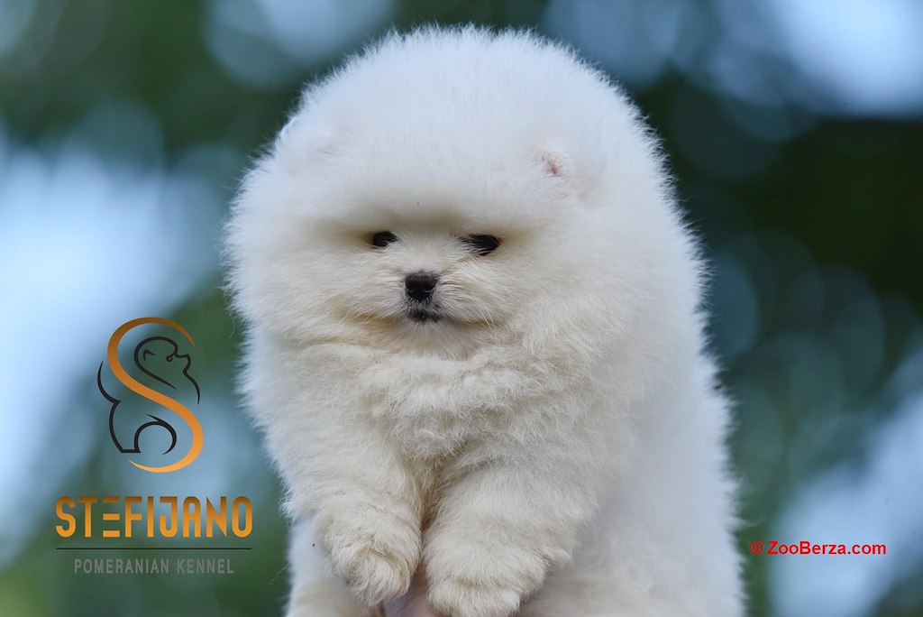 Pomeranac Boo štenci