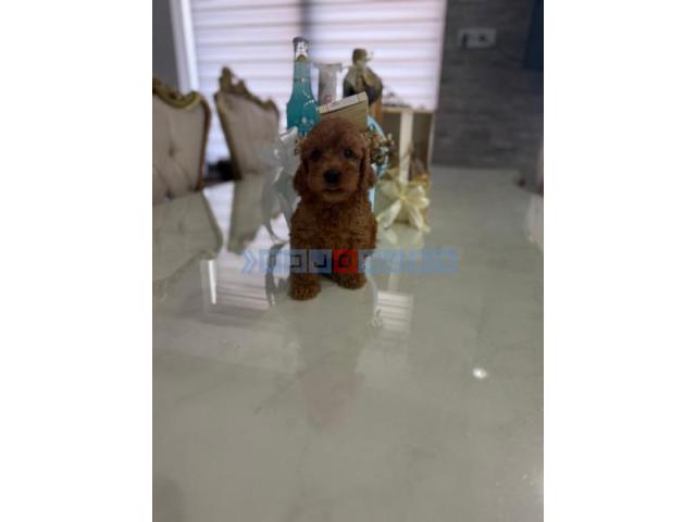 GOLDENDOODLE stenci