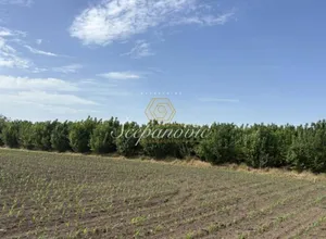 Prodaja Građevinsko zemljište - Sremska Mitrovica, Ležimir