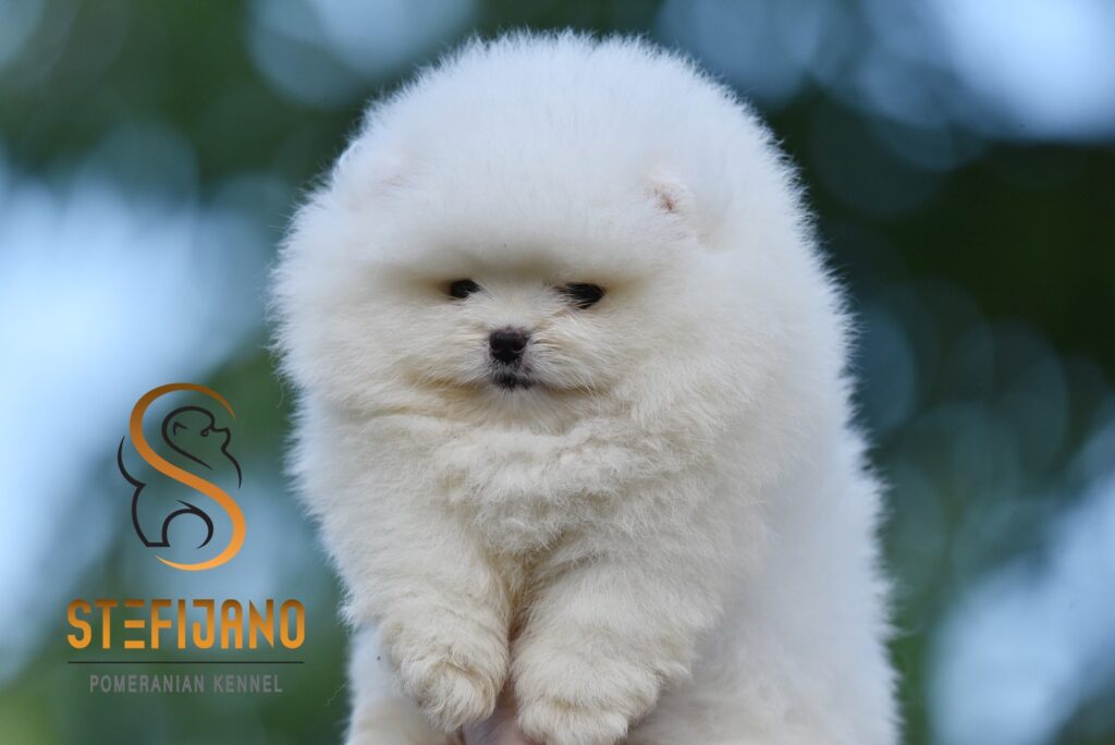 Pomeranac Boo štenci