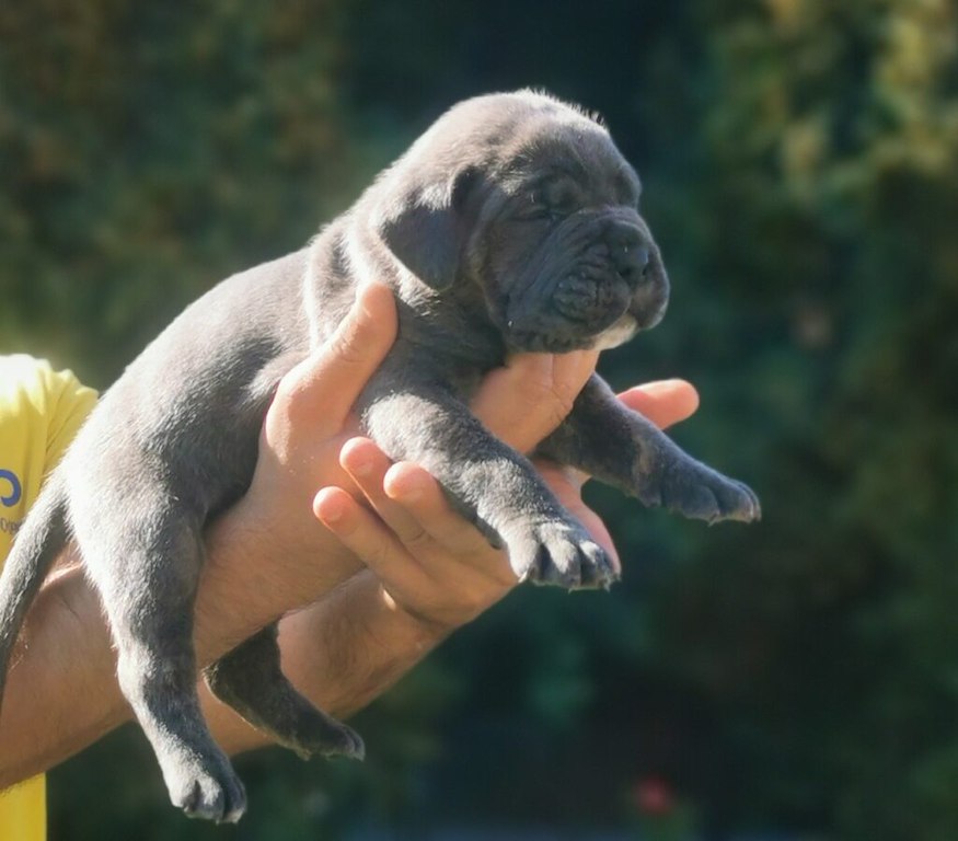 Cane Corso Kane Korso NOVO LEGLO