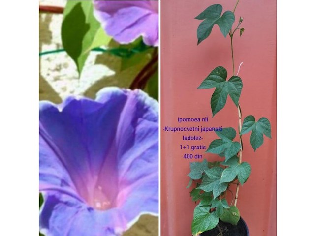Ipomoea nil (Krupnocvetni japanski ladolez)