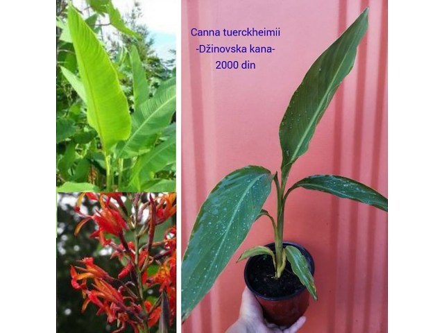 Canna tuerckheimii (Dzinovska kana)