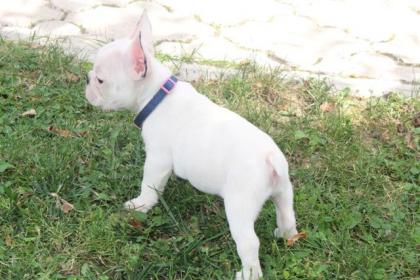 FRANCUSKI BULDOG ŠTENCI