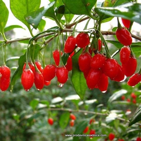Goji (Godži) Lycium barbarum