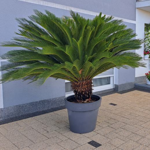 Cikas Palma 1 metar
Cikas palma – Sago palma – Cycas revoluta