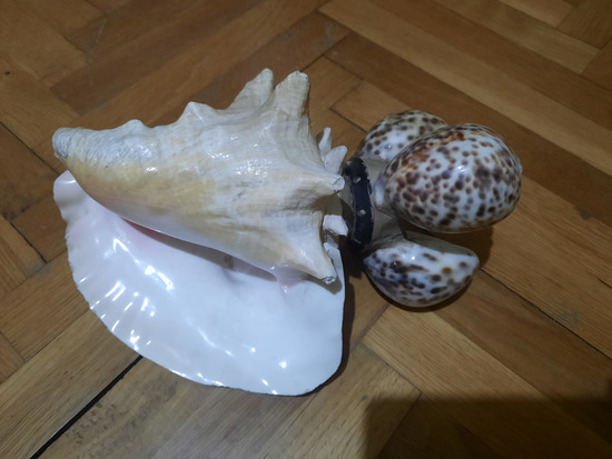 Skoljke od lampe