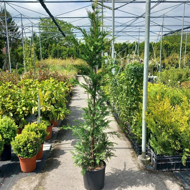 Cupressocyparis leylandii 210-240 cm