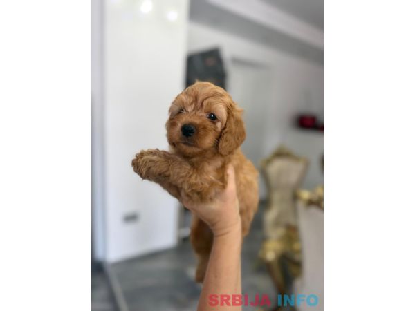 Goldendoodle prelepi štenci